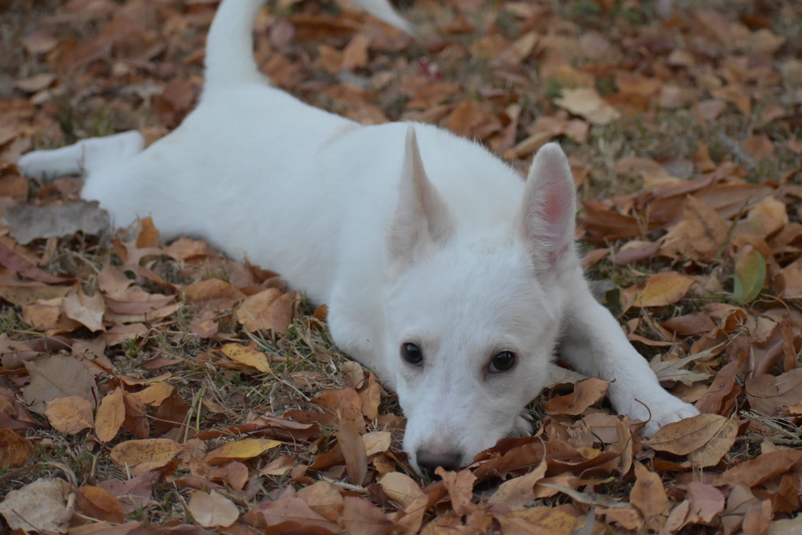 Dog for Adoption - Milo, a Terrier in Manhattan, KS | Alpha Paw