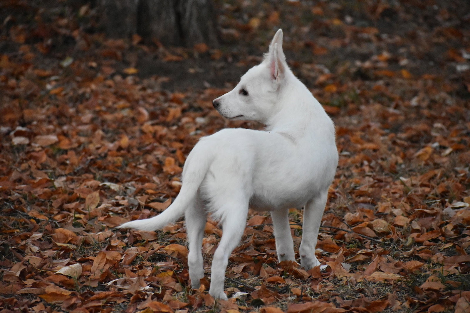 Dog for Adoption - Milo, a Terrier in Manhattan, KS | Alpha Paw