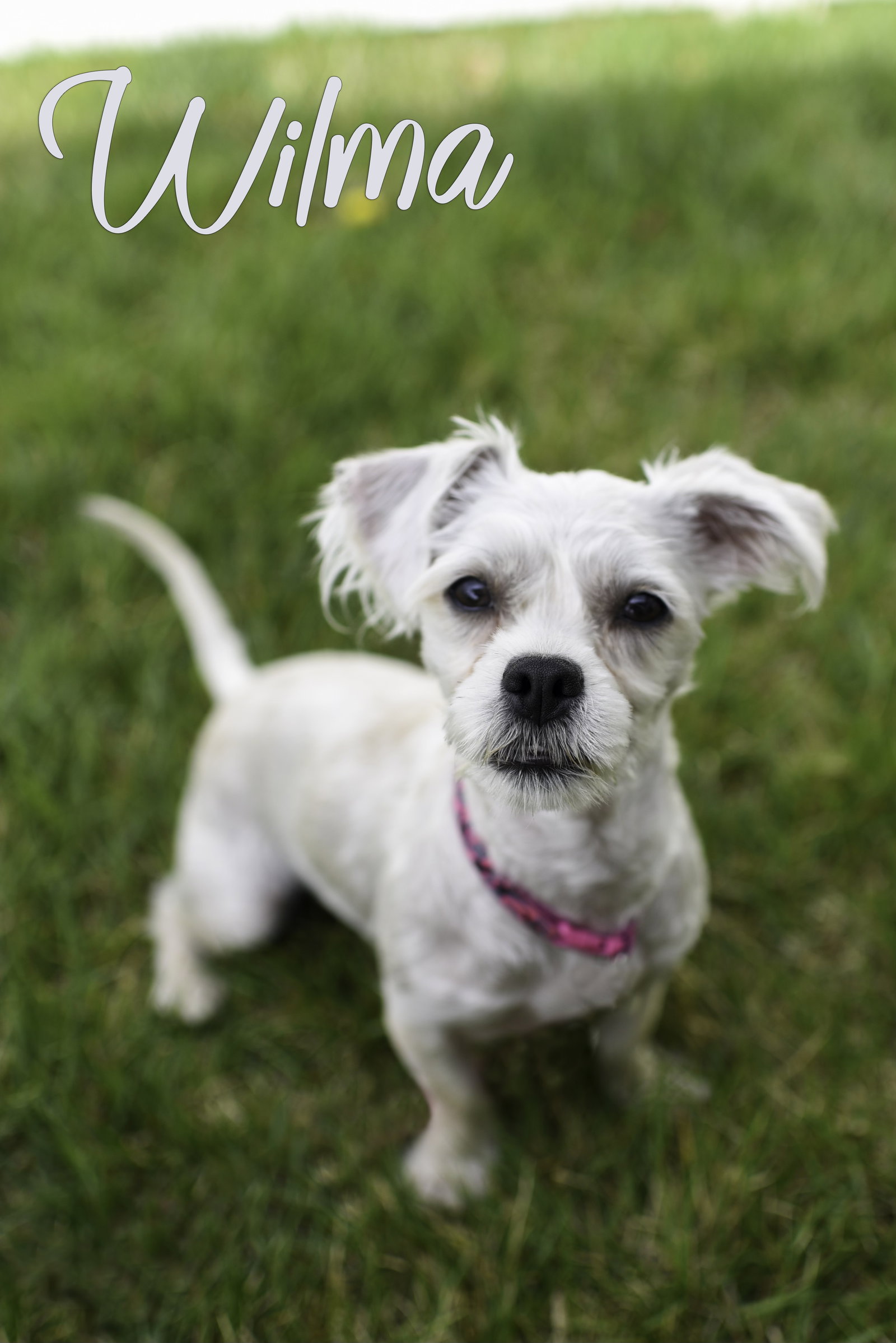 Wilma's Web Page