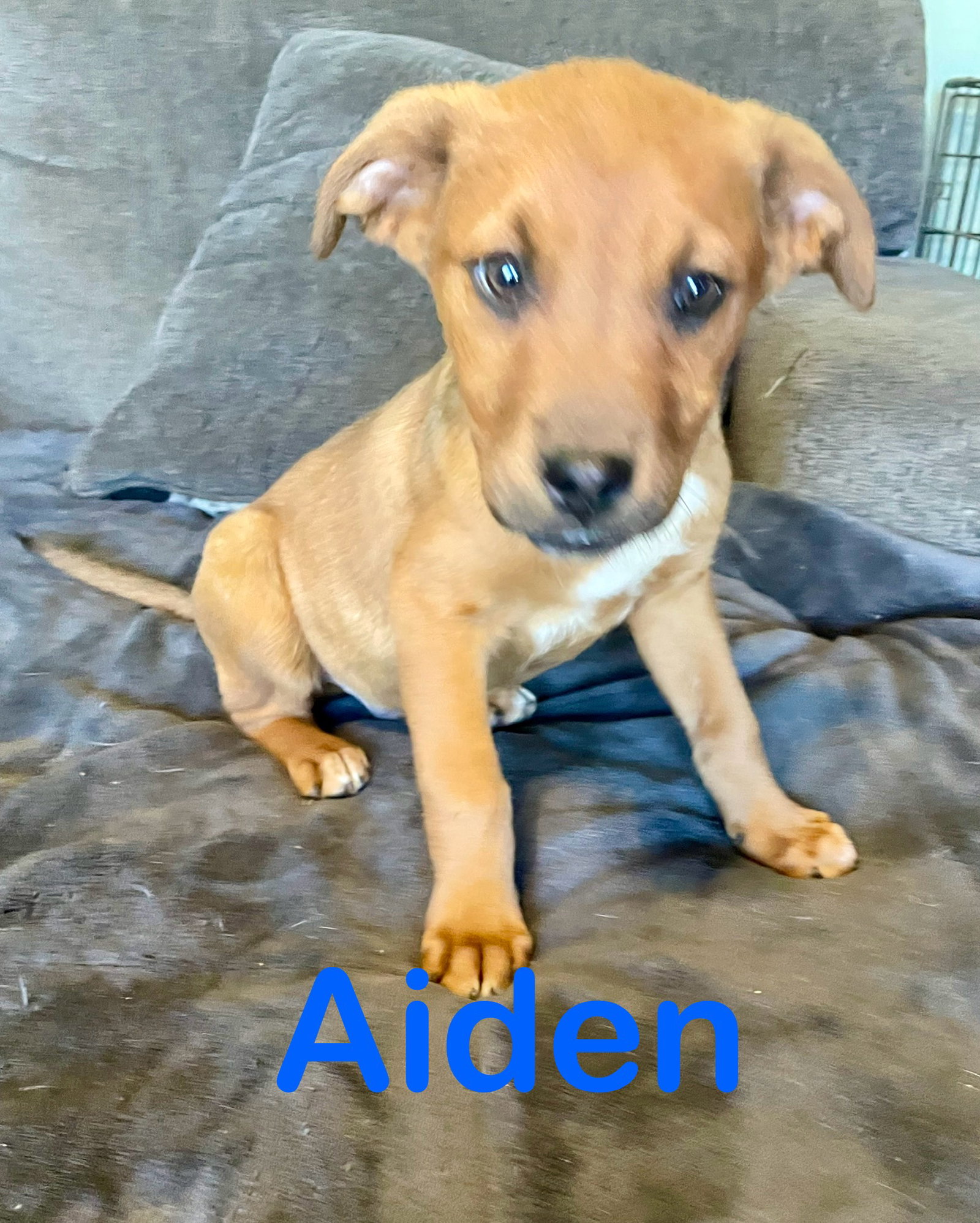 Dog for Adoption - Aiden, a German Shepherd Dog in Leavenworth, KS ...