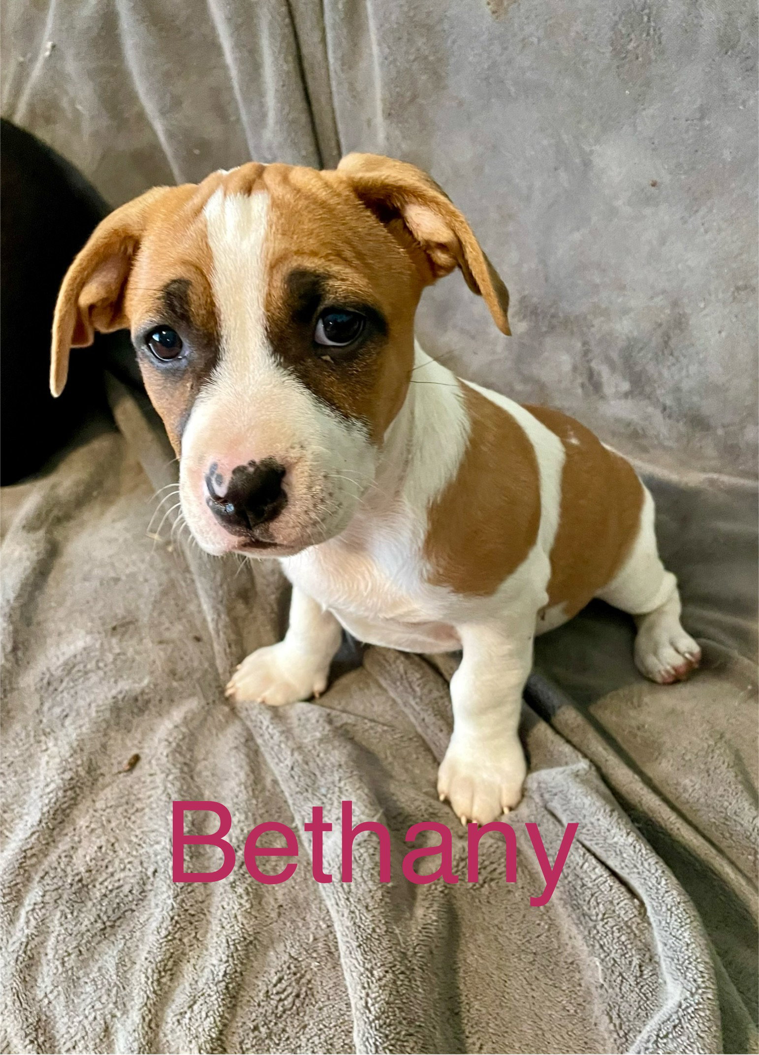 Dog for Adoption - Bethany, a Dachshund in Lansing, KS | Alpha Paw