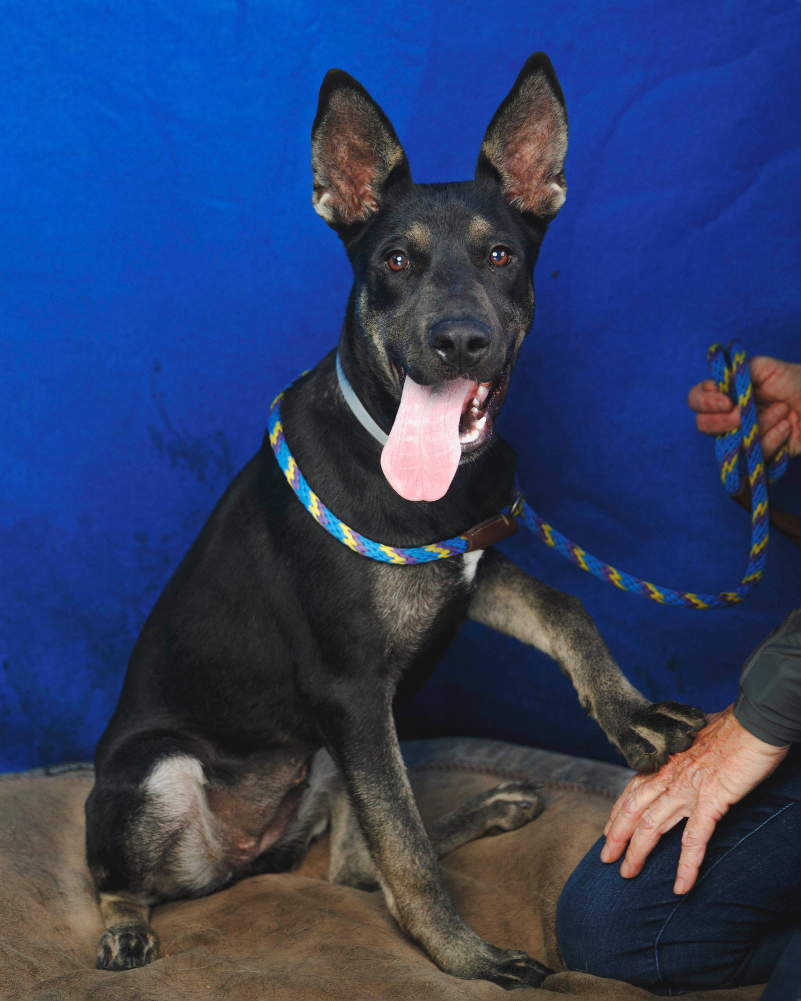 Dog for Adoption - JAMIE, a German Shepherd Dog in Ontario, CA | Alpha Paw