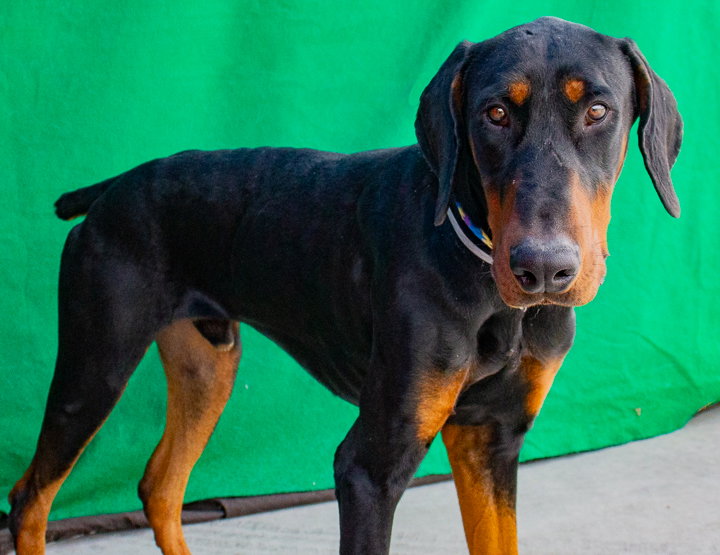 Dog for Adoption - SIMON, a Doberman Pinscher in Los Angeles, CA ...