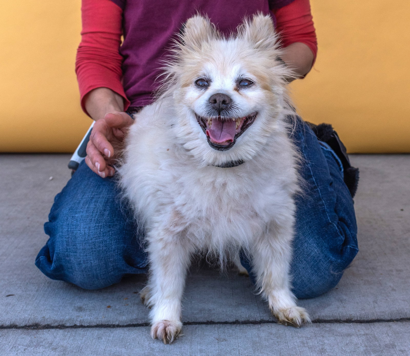 Dog for Adoption - FEONA, a Pomeranian in Redondo Beach, CA | Alpha Paw