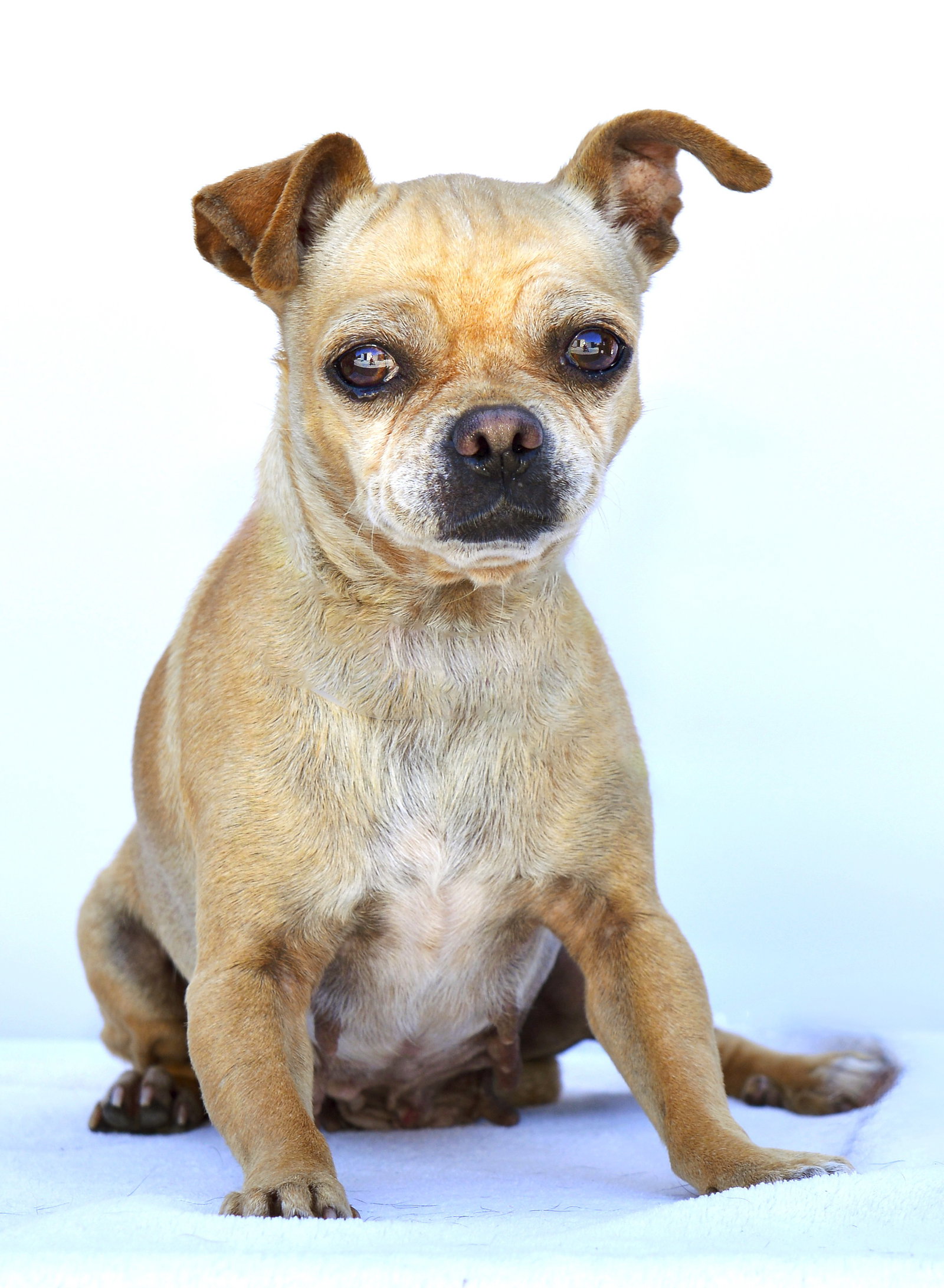 Dog for Adoption - SWEETIE, a Pug in West Puente Valley, CA | Alpha Paw