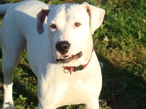 Dog for Adoption - Gracie, a Dogo Argentino in Montgomery Village, MD ...
