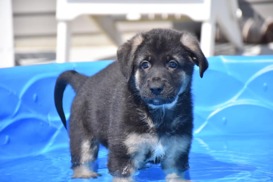 Dog for Adoption - Sheldon, a German Shepherd Dog in Philippi, WV ...