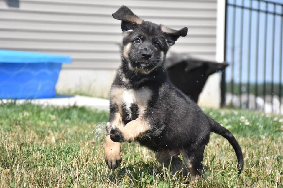 Dog for Adoption - Sheldon, a German Shepherd Dog in Philippi, WV ...