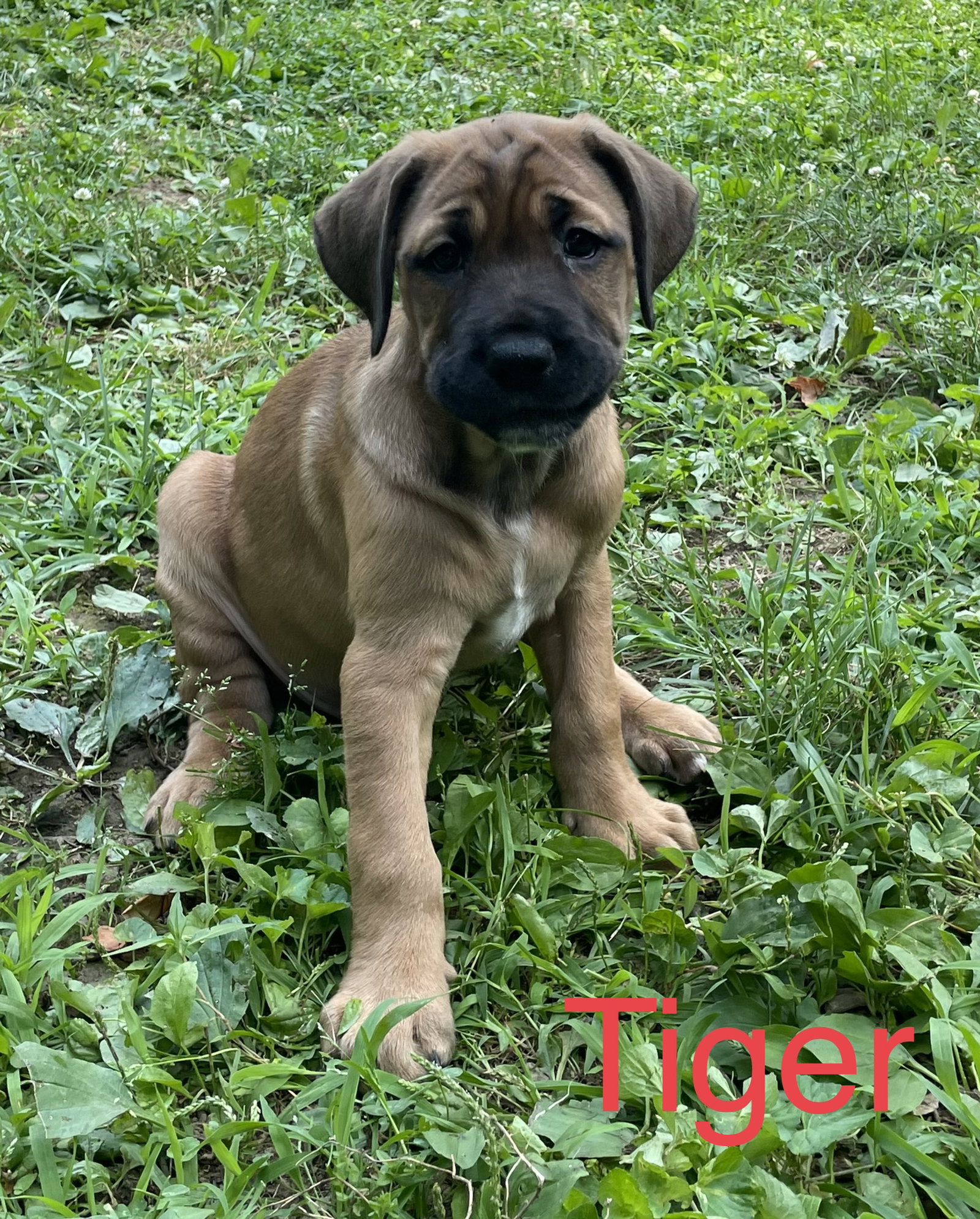 Dog for Adoption - Tiger, a Shepherd in Jefferson County, OH | Alpha Paw
