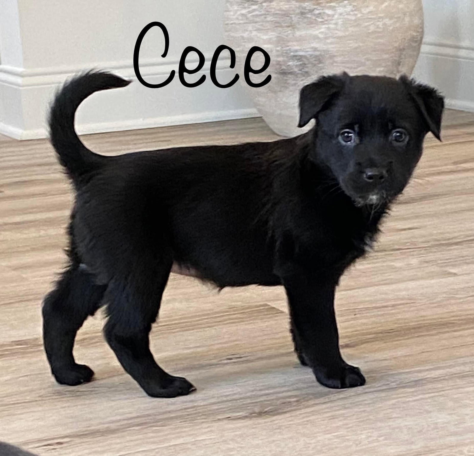 Cece's Web Page