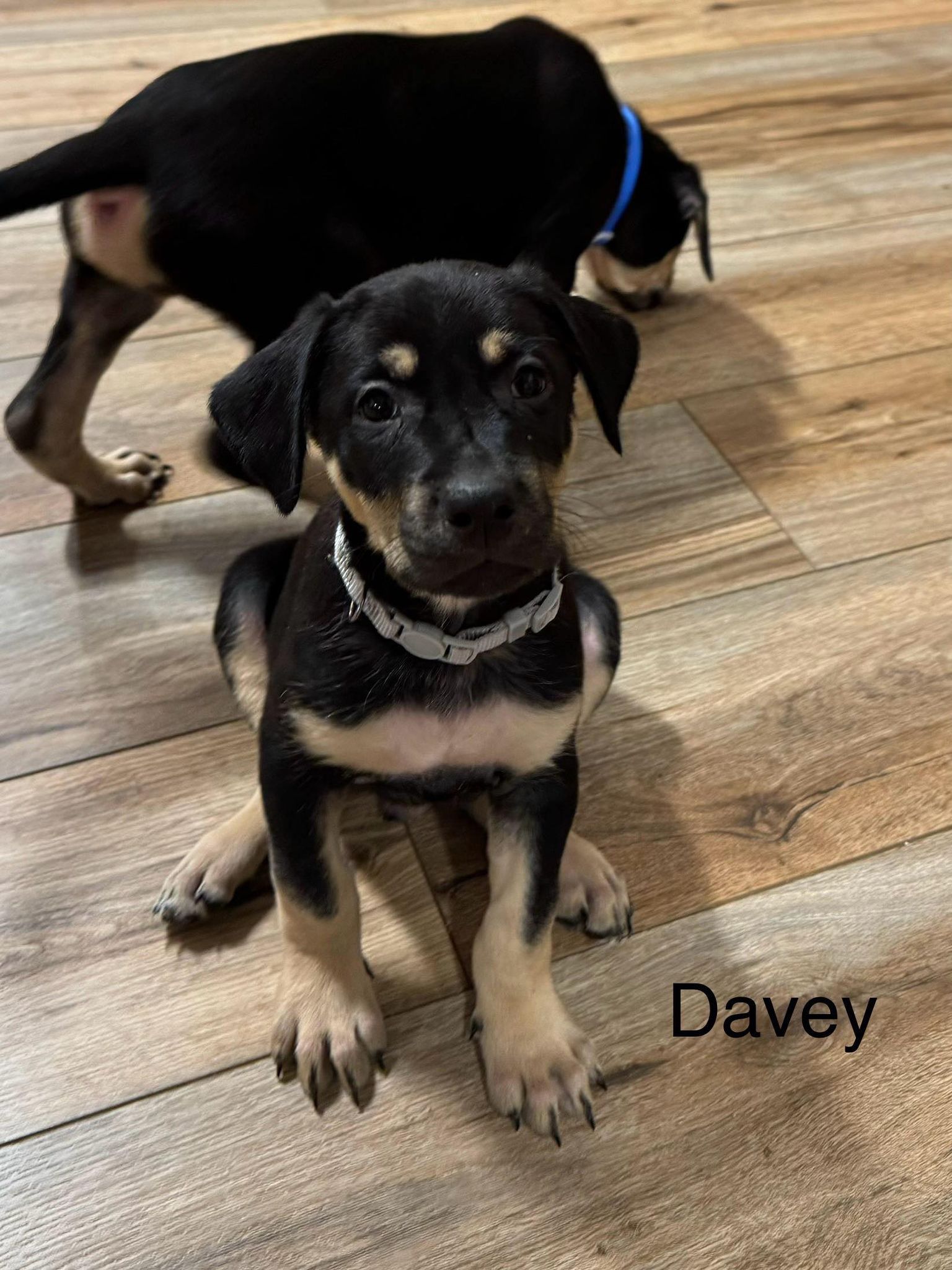 Davey's Web Page