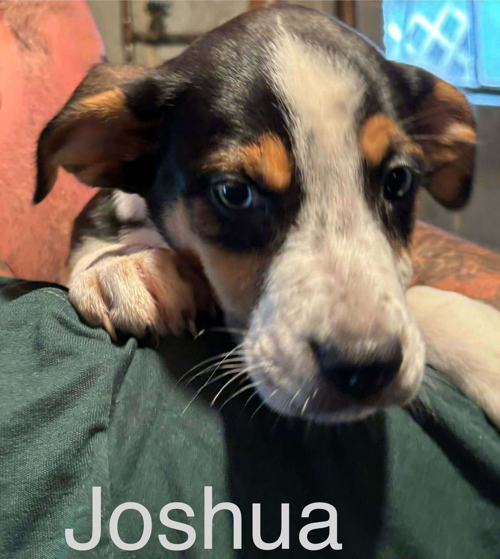 Joshua's Web Page