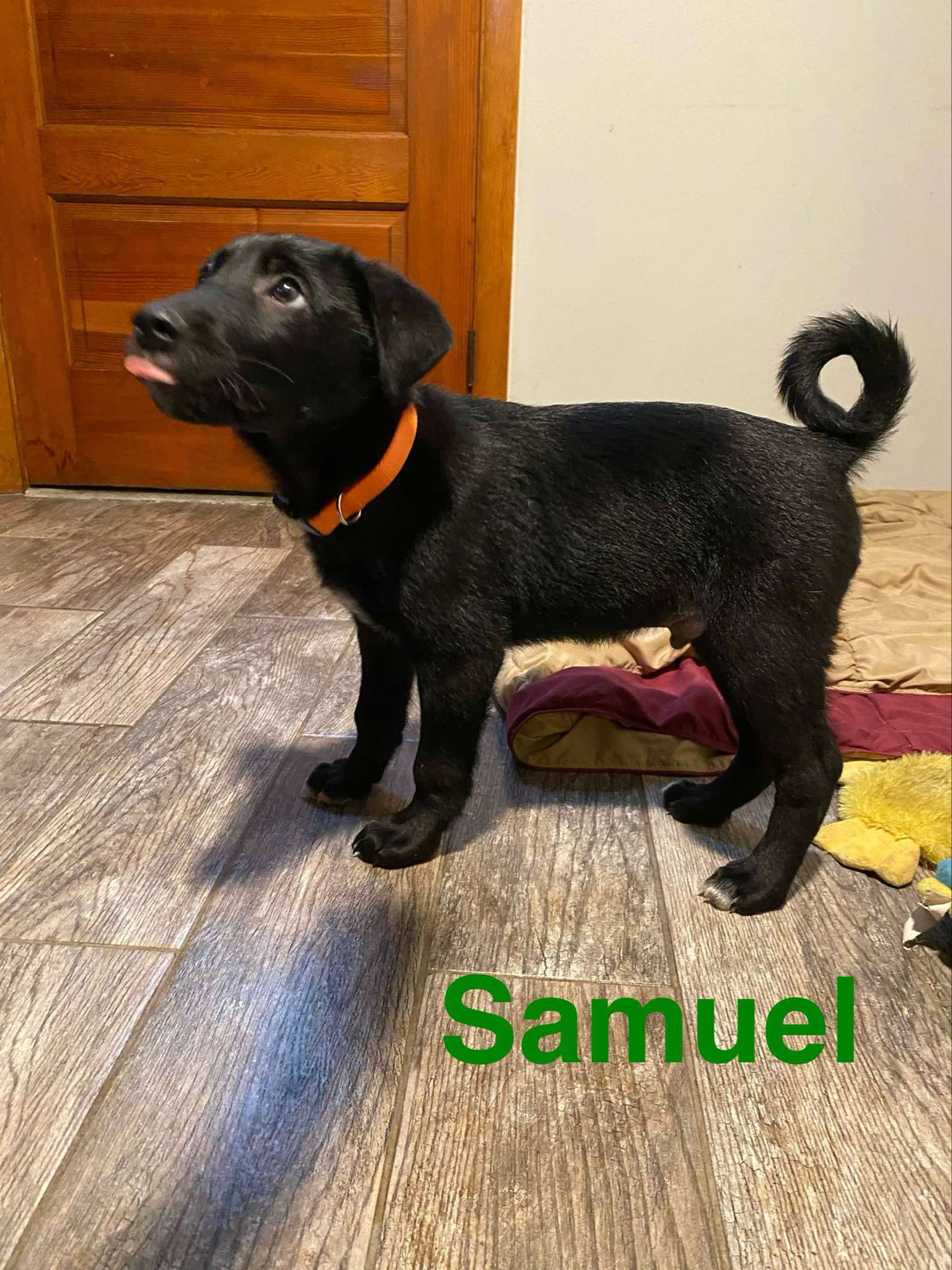 Samuel's Web Page