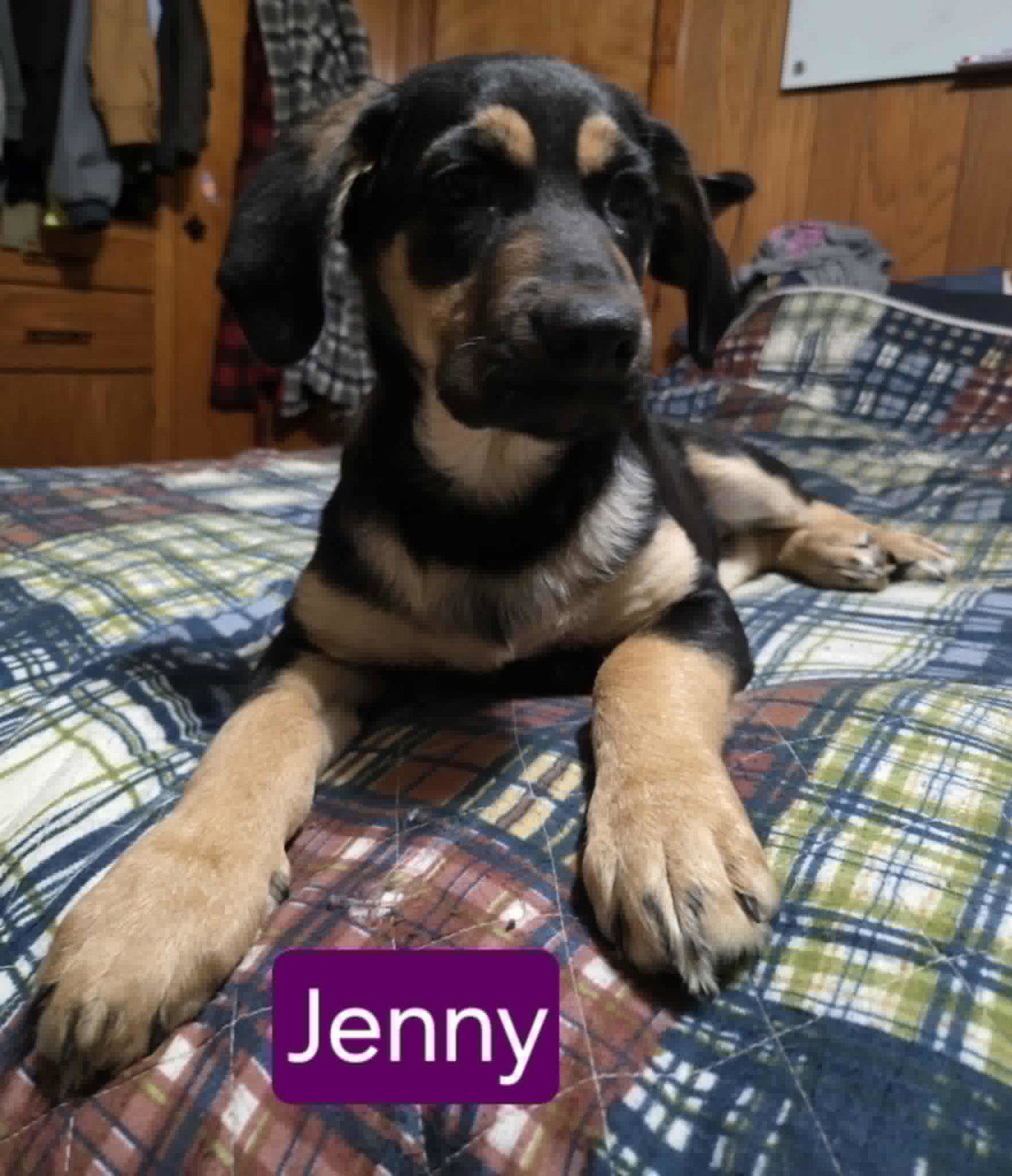 Jenny's Web Page