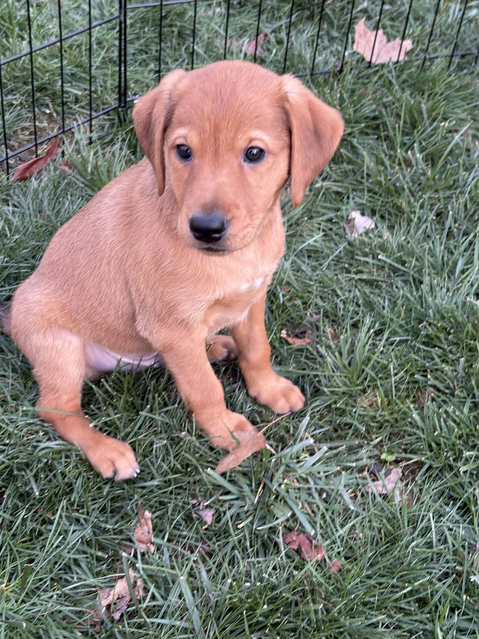 Finnegan's Web Page