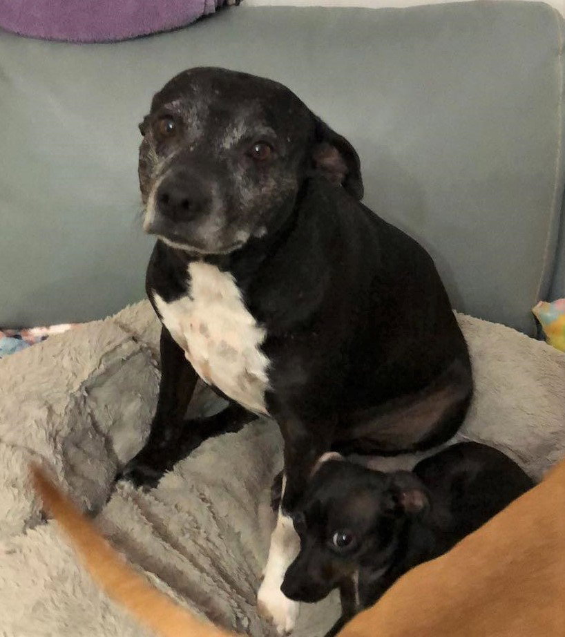 Dog for Adoption - Sissy X, a American Staffordshire Terrier in Pauls ...