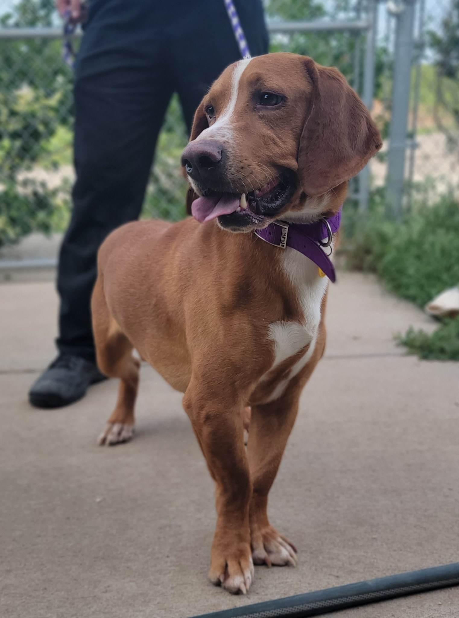 Dog for Adoption - Reginald, a Basset Hound in Anadarko, OK | Alpha Paw