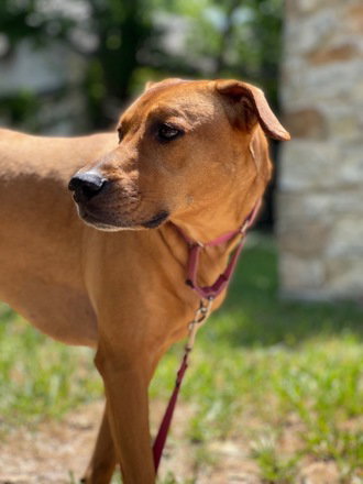 Dog for Adoption - Angel, a Rhodesian Ridgeback in North Adams, MA ...