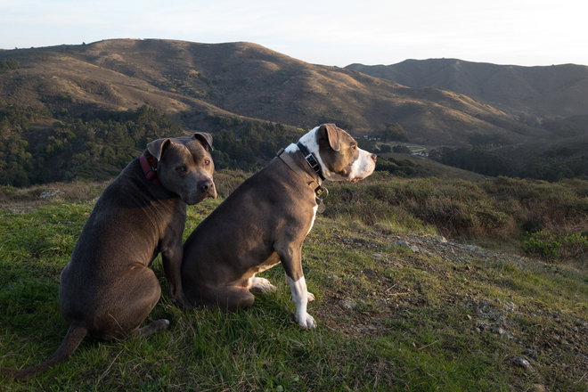 Dog for Adoption - Gigi and Louie, a American Pit Bull Terrier in ...
