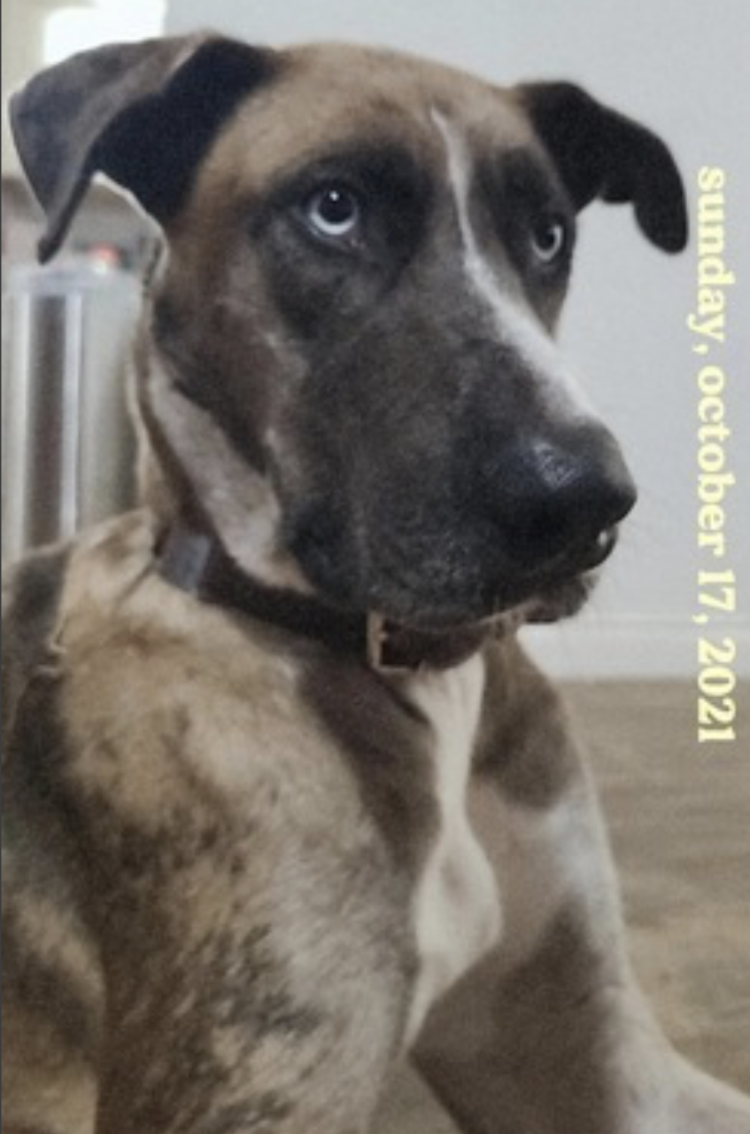 Dog for Adoption - Dean, a Great Dane in Leicester, MA | Alpha Paw