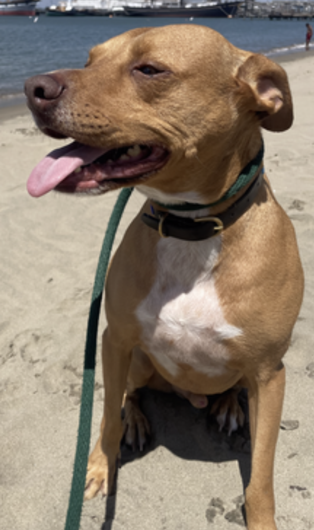 Dog for Adoption - Milo, a Staffordshire Bull Terrier in Putnam, CT ...