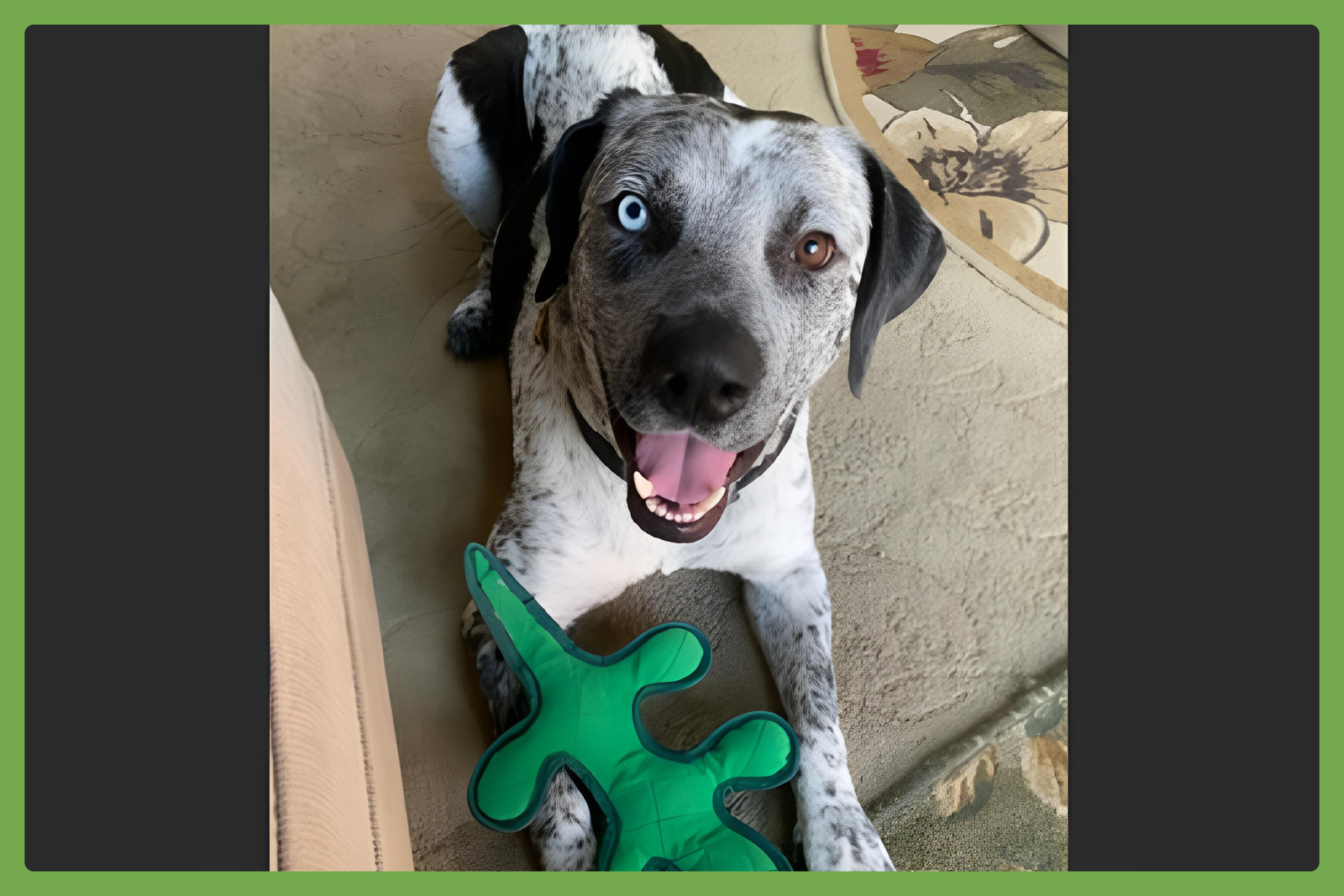 Dog for Adoption - Blue, a Labrador Retriever in Winchendon, MA | Alpha Paw