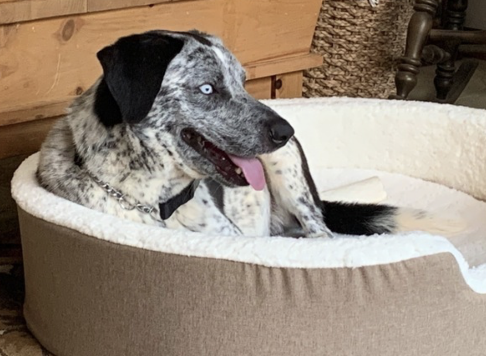 Dog for Adoption - Blue, a Labrador Retriever in Winchendon, MA | Alpha Paw
