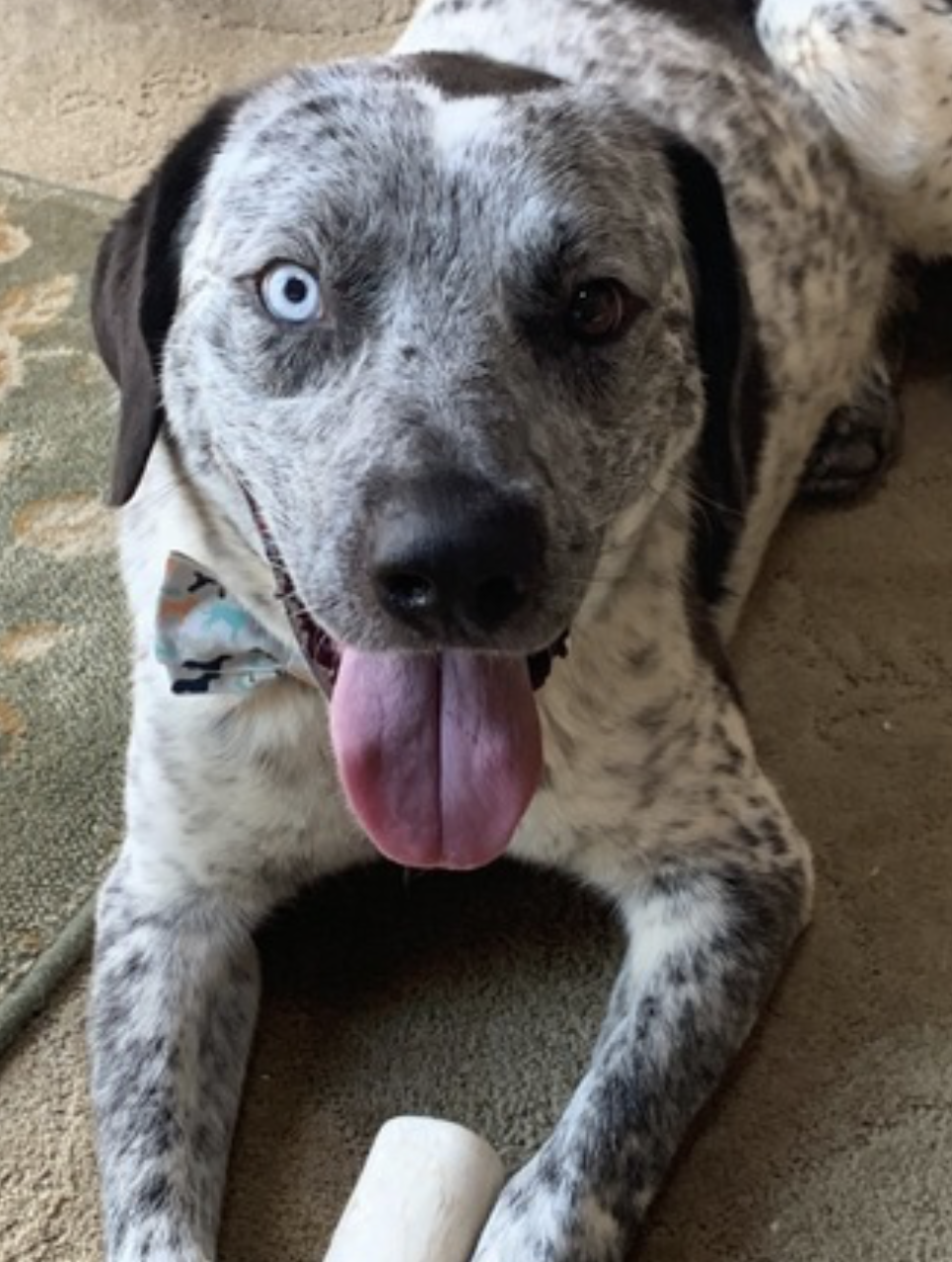 Dog for Adoption - Blue, a Labrador Retriever in Winchendon, MA | Alpha Paw