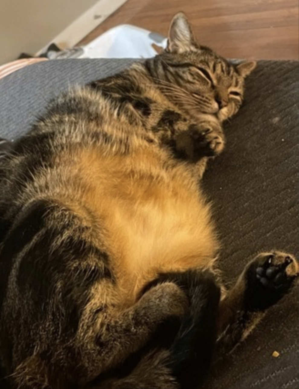 Cats for Adoption in Sunderland, Massachusetts | Alpha Paw
