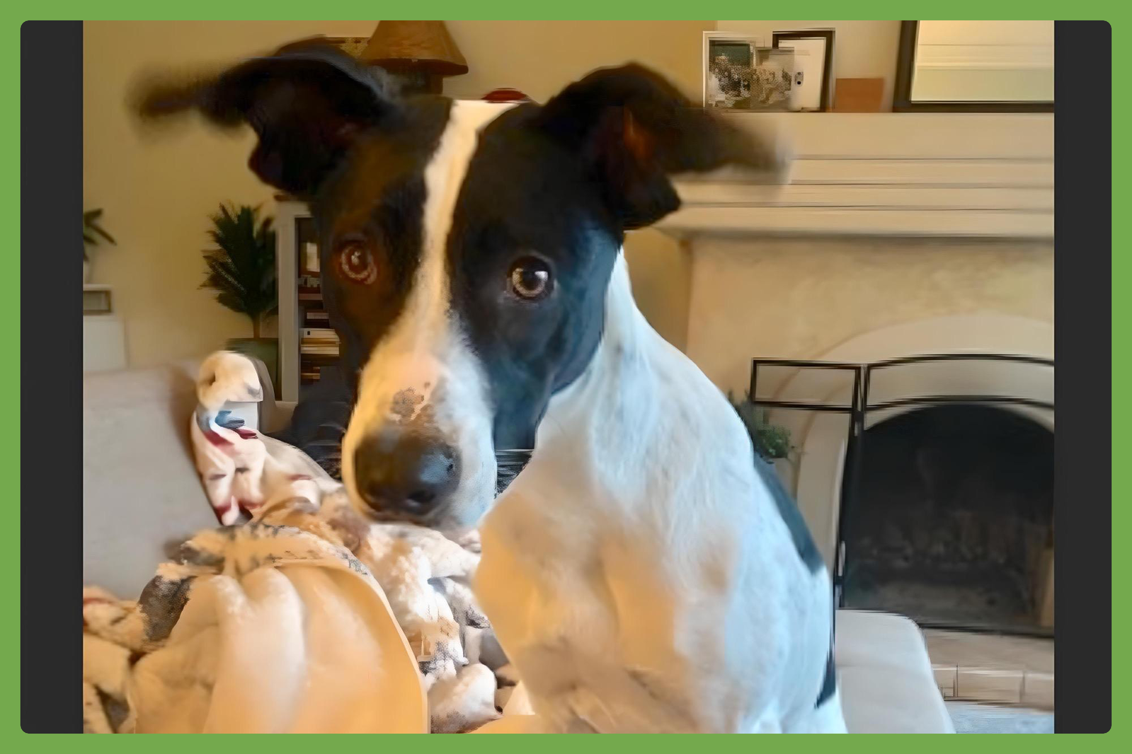 Dog for Adoption - Pete, a Border Collie in Lee, MA | Alpha Paw