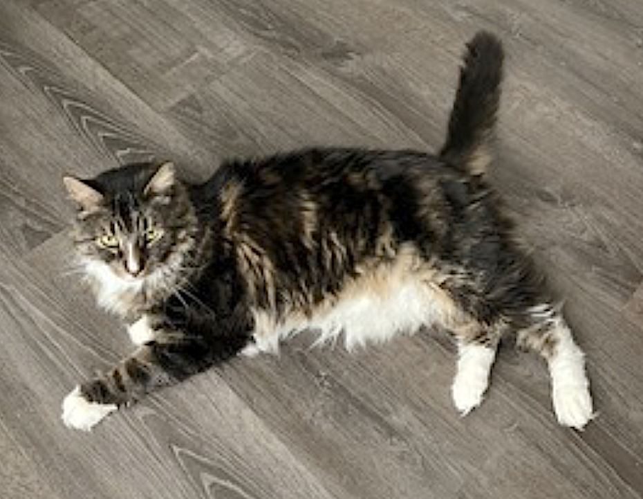 Cats for Adoption in Leominster, Massachusetts | Alpha Paw