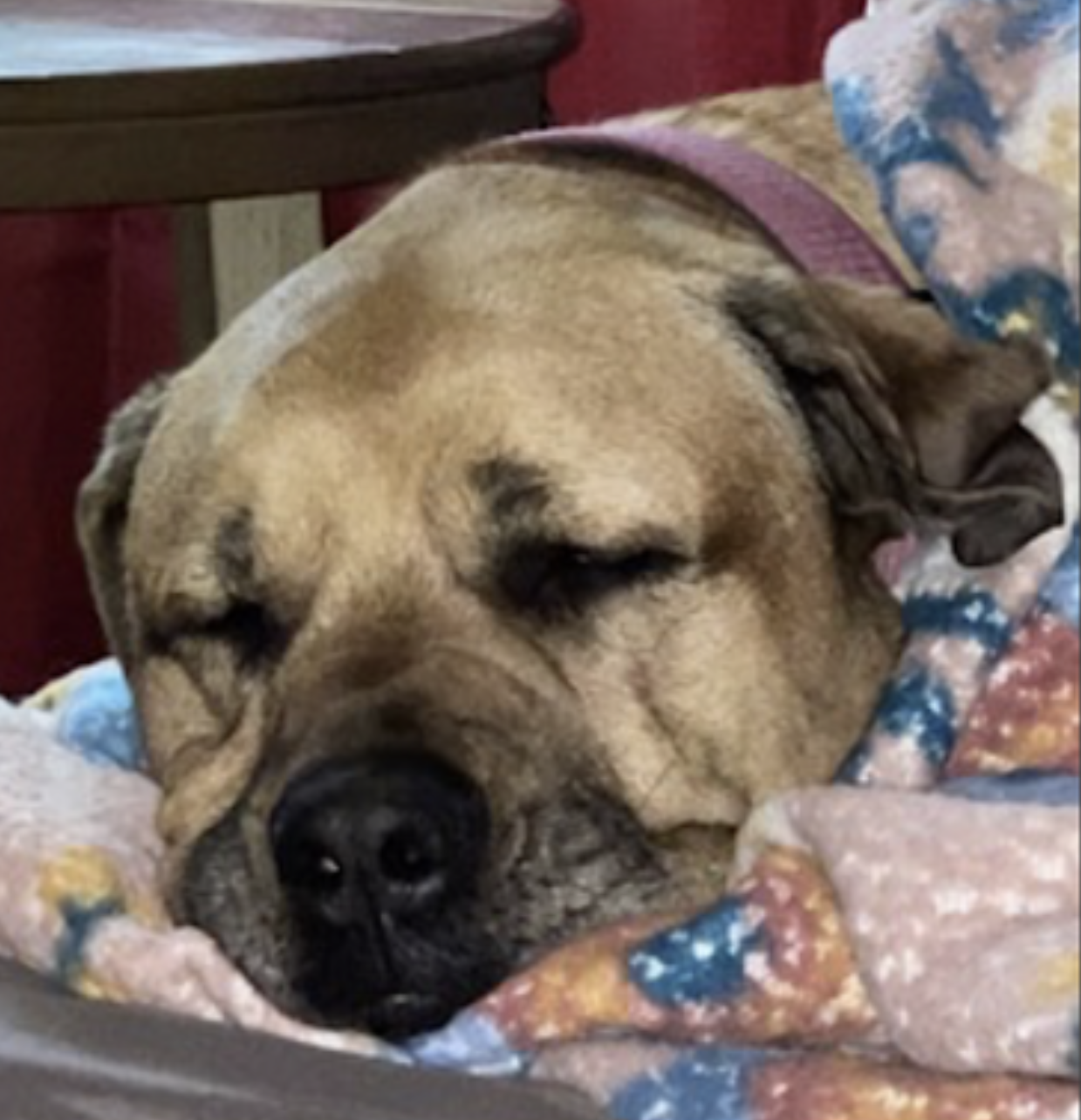 Dog for Adoption - Nova, a Bullmastiff in Chicopee, MA | Alpha Paw Dog for Adoption - Nova, a Bullmastiff in Chicopee, MA | Alpha Paw