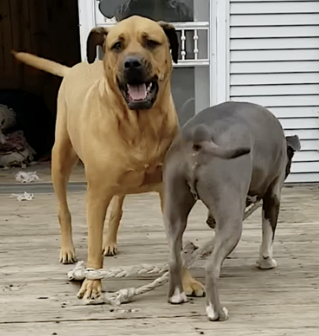 Dog for Adoption - Nova, a Bullmastiff in Chicopee, MA | Alpha Paw Dog for Adoption - Nova, a Bullmastiff in Chicopee, MA | Alpha Paw