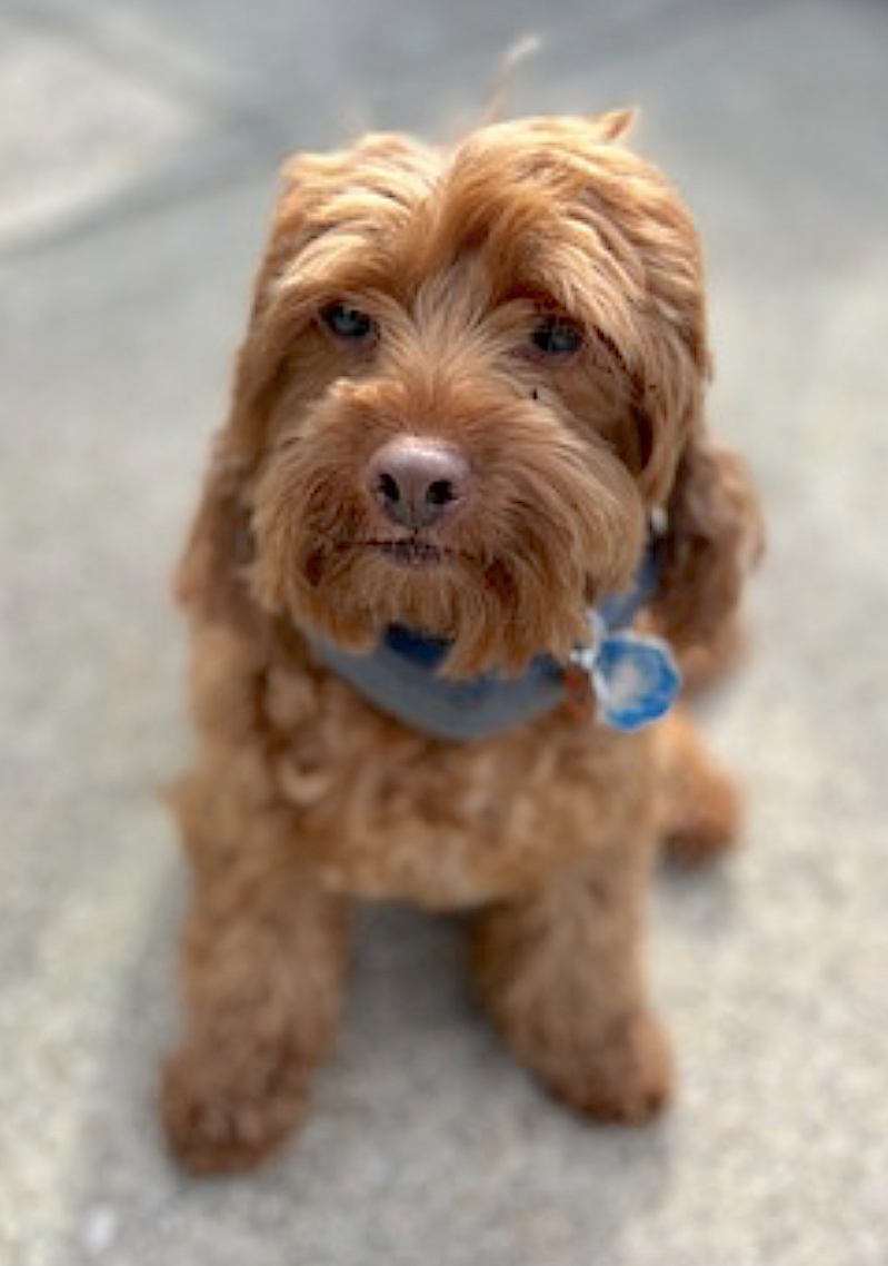 Dog for Adoption - Cider, a Cockapoo in Farmington, CT | Alpha Paw
