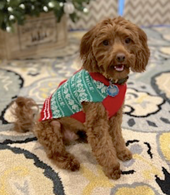 Dog for Adoption - Cider, a Cockapoo in Farmington, CT | Alpha Paw