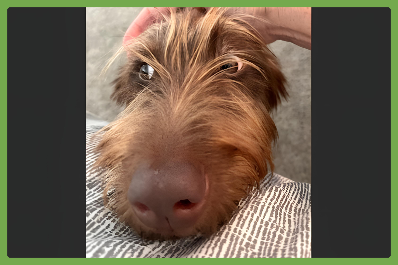 Dog for Adoption - Liza, a German Wirehaired Pointer in Paxton, MA ...