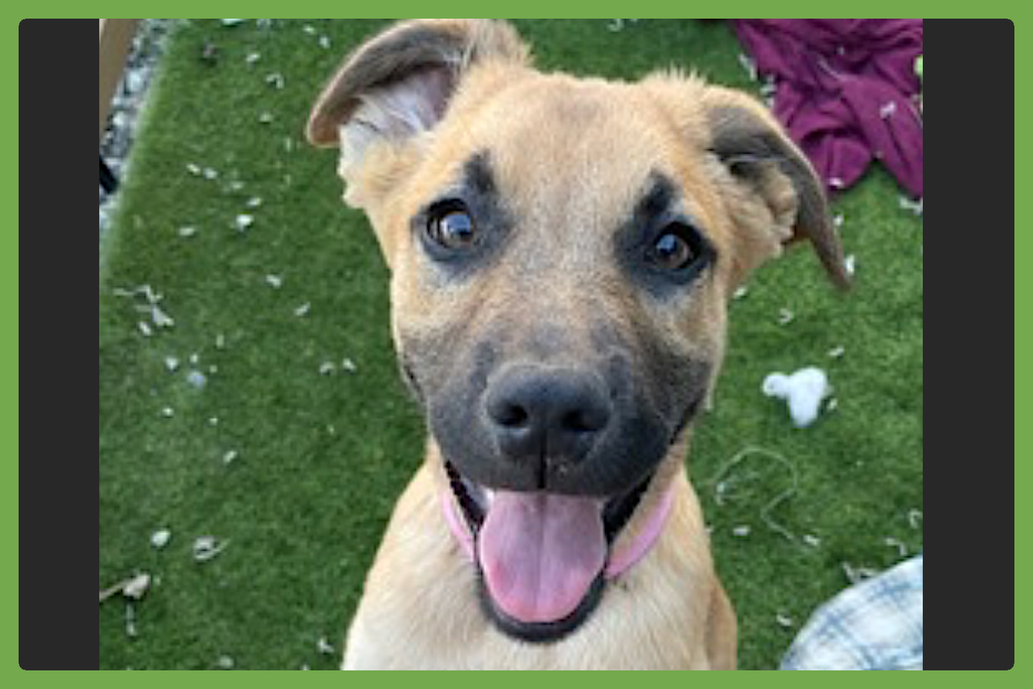 Dog for Adoption - Sasha, a Labrador Retriever in Thompson, CT | Alpha Paw