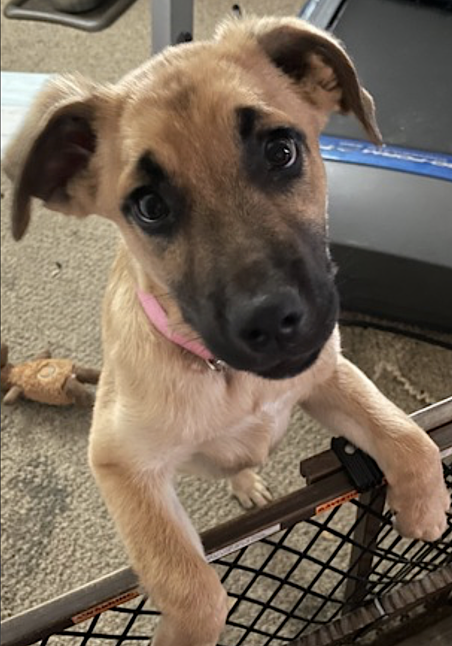 Dog for Adoption - Sasha, a Labrador Retriever in Thompson, CT | Alpha Paw