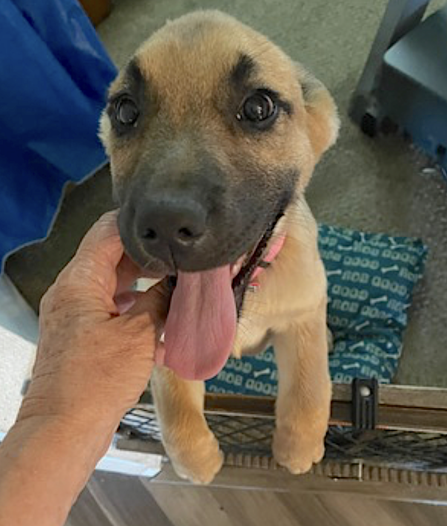 Dog for Adoption - Sasha, a Labrador Retriever in Thompson, CT | Alpha Paw