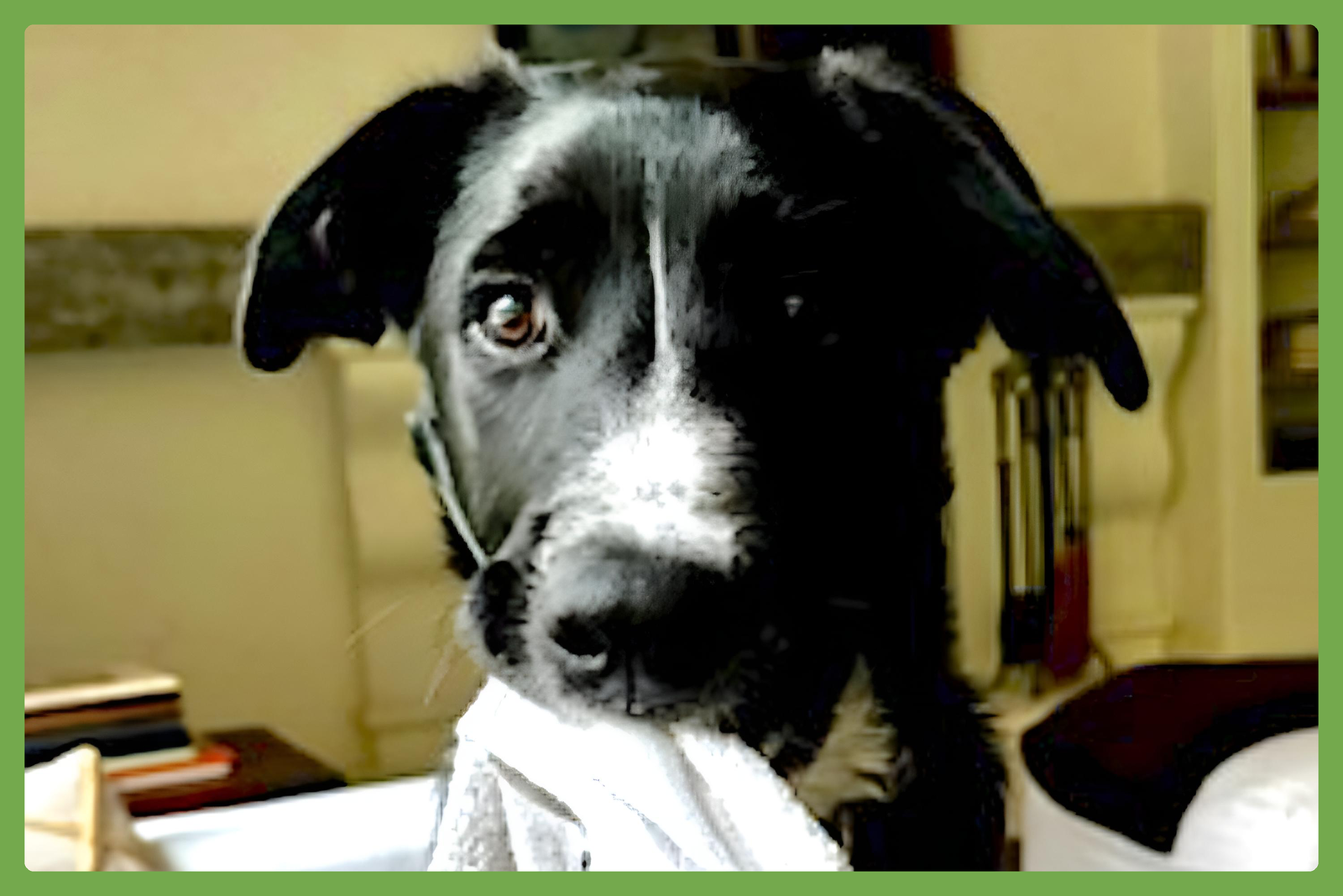Dog for Adoption - Mia, a Border Collie in Fitchburg, MA | Alpha Paw