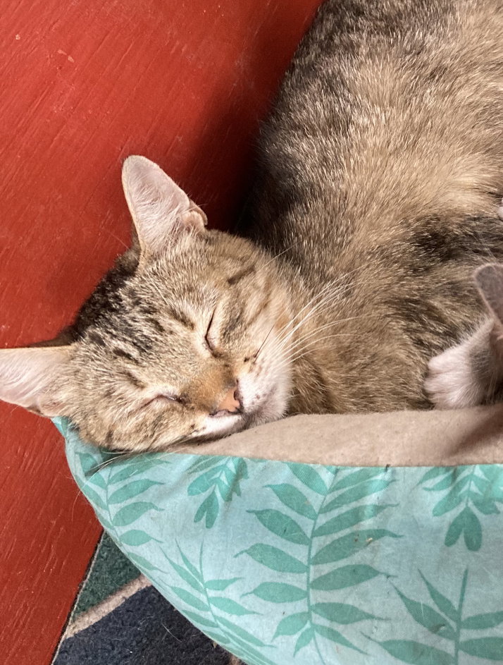 Cats for Adoption in Kings Bridge, New York | Alpha Paw
