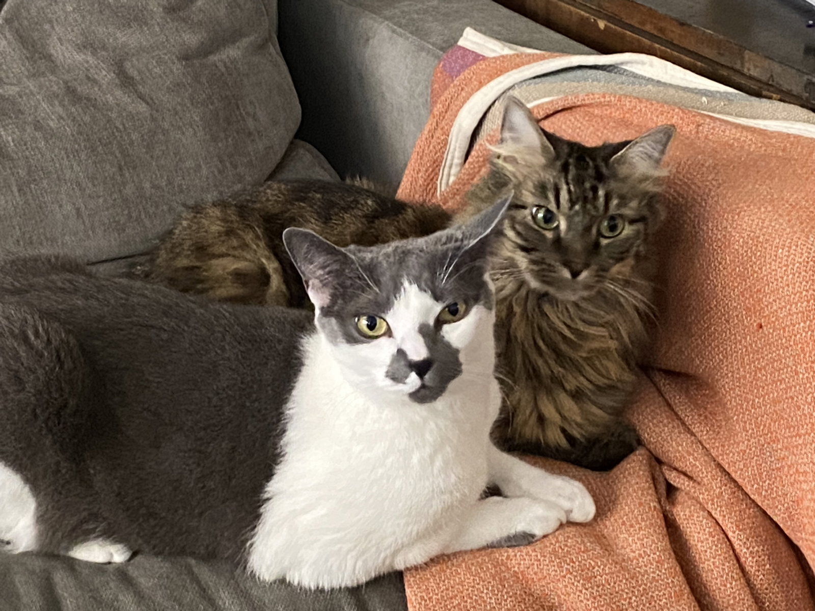 Cats for Adoption in Sewaren, New Jersey | Alpha Paw