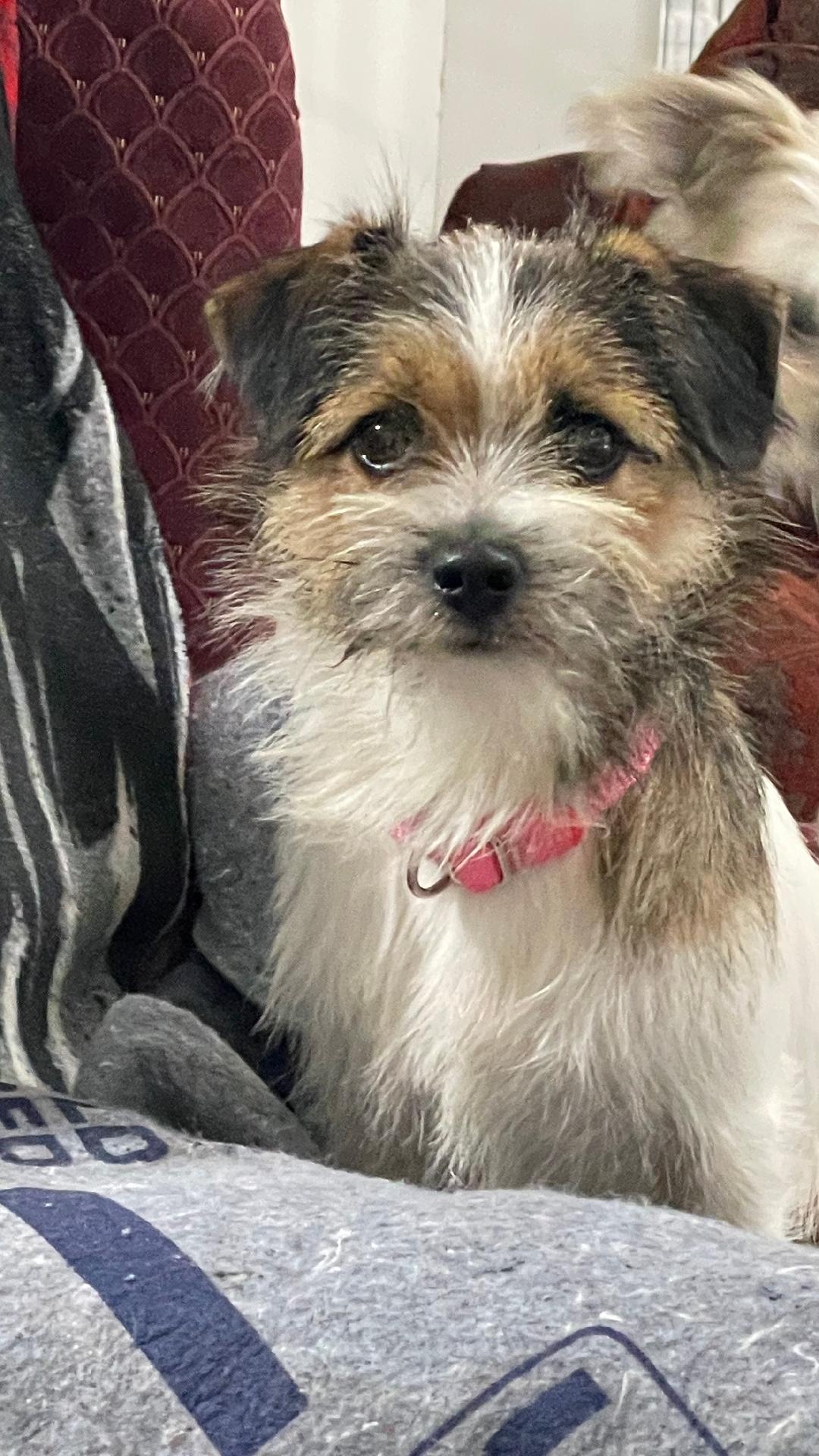 Dog for Adoption - Molly, a Yorkshire Terrier Yorkie in Martinsburg, WV ...