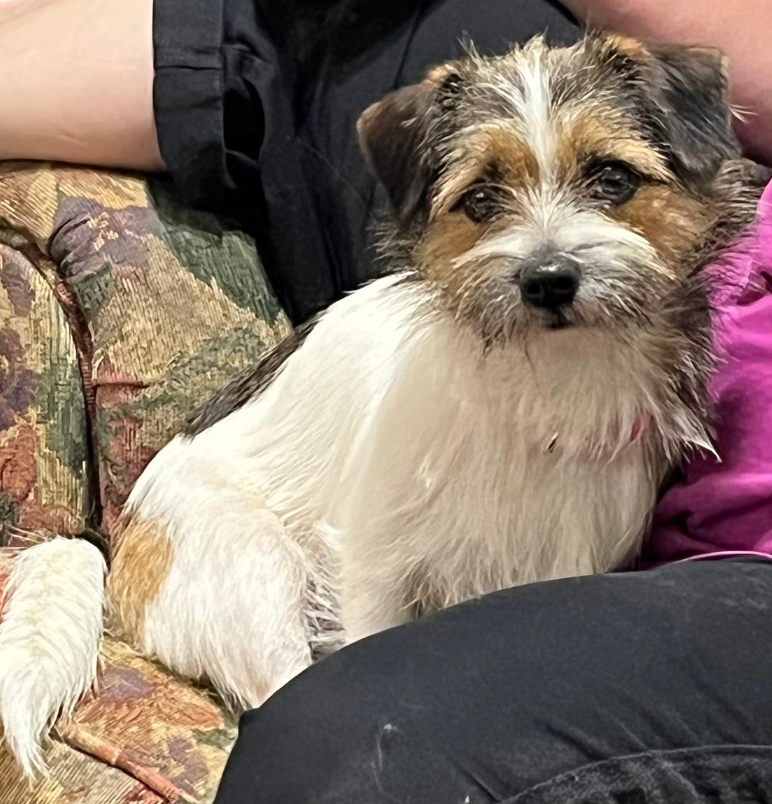 Dog for Adoption - Molly, a Yorkshire Terrier Yorkie in Martinsburg, WV ...