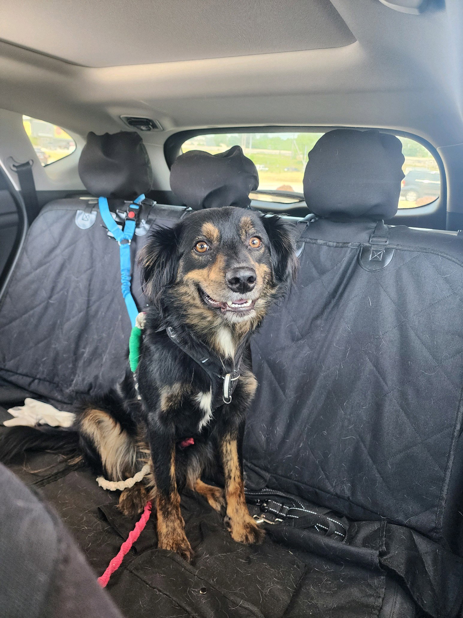 Dog for Adoption - Cody, a Border Collie in City Of Winchester, VA ...