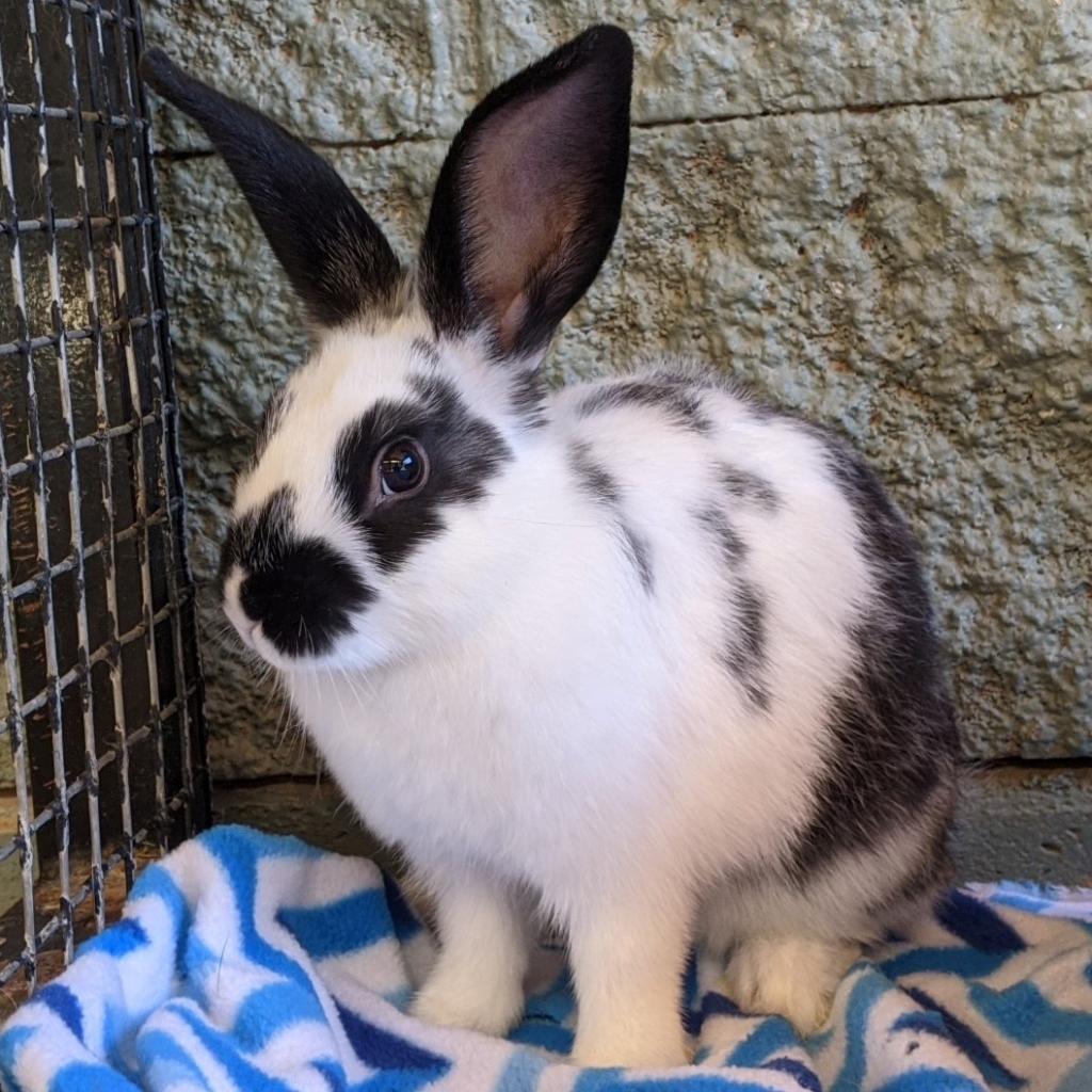 Adoptable Rabbits | Best Friends Animal Society - Save Them All