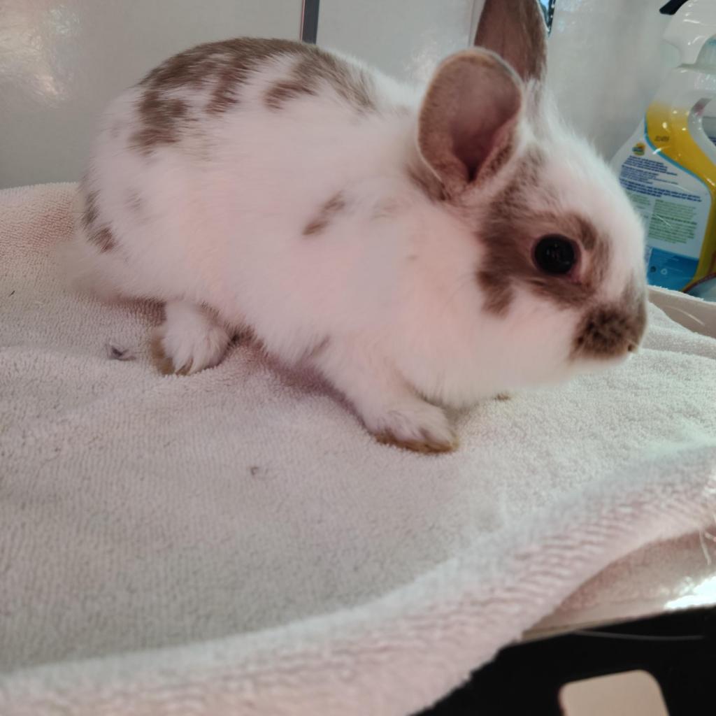 Adoptable Rabbits | Best Friends Animal Society - Save Them All