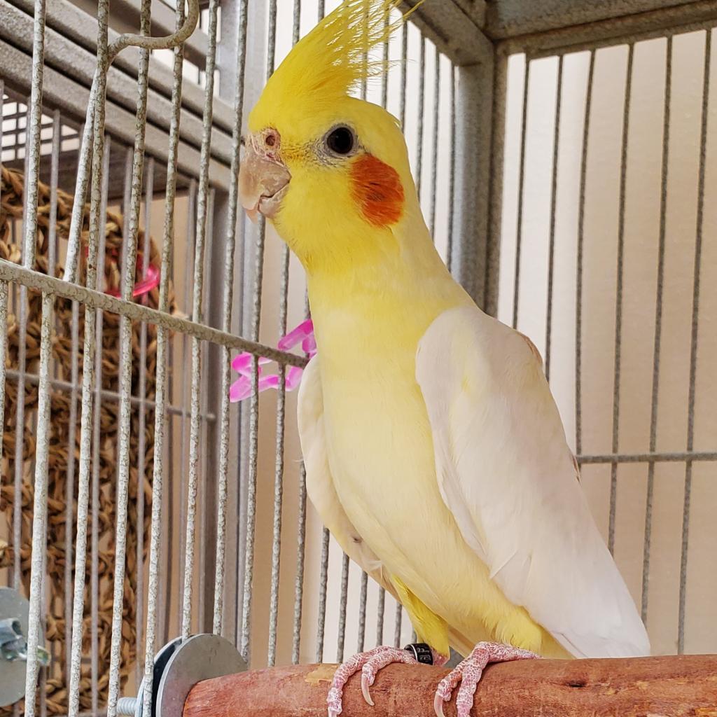 Adoptable Birds | Best Friends Animal Society - Save Them All