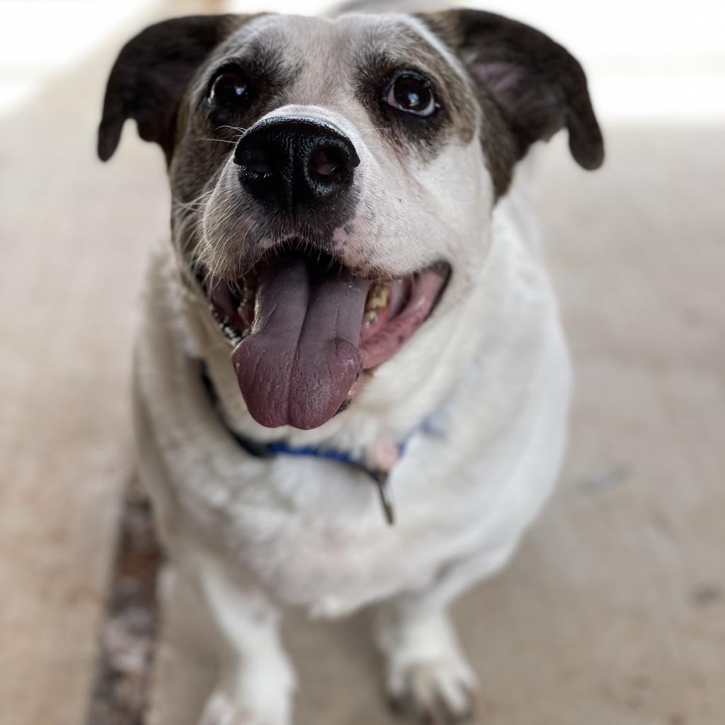 Adoptable Dogs | Best Friends Animal Society - Save Them All