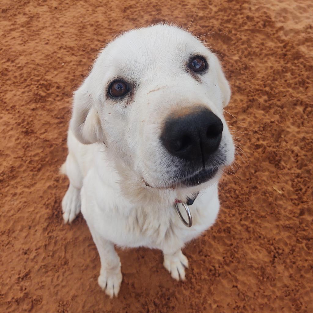 Adoptable Dogs | Best Friends Animal Society - Save Them All